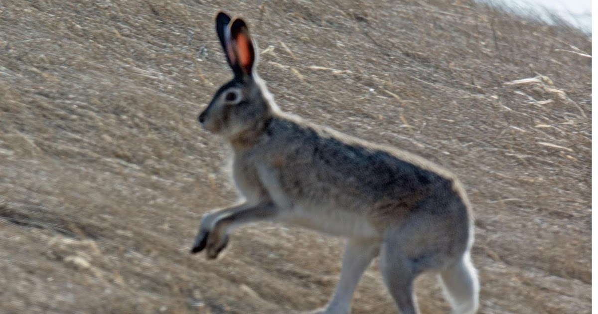 Adventures with Olaf: The appearance of the Jackalope