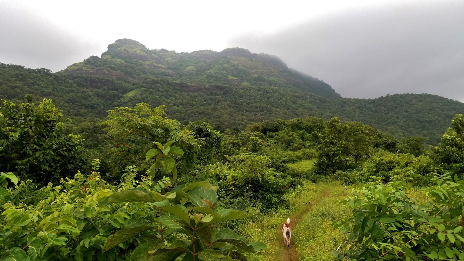 NatureGuy: Top 5 Treks of Palghar District