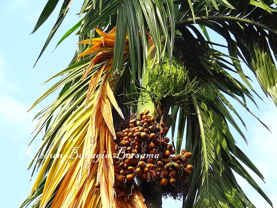 Kebun Bahagia Bersama: Buah Pinang Muda Natural Viagra