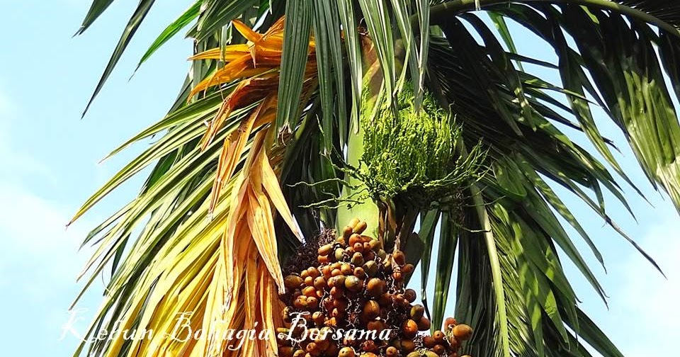 Kebun Bahagia Bersama: Buah Pinang Muda Natural Viagra