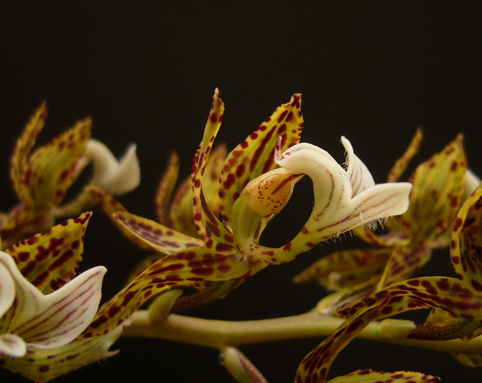 EXPOR ORQUIDEAS.COM: Clowesia - Mormode - Cycnoches