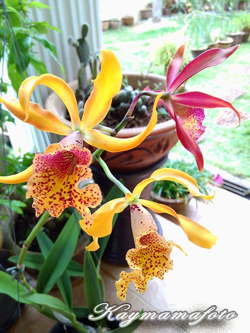 Gambar Bunga 2 Tangkai - Andira Gambar