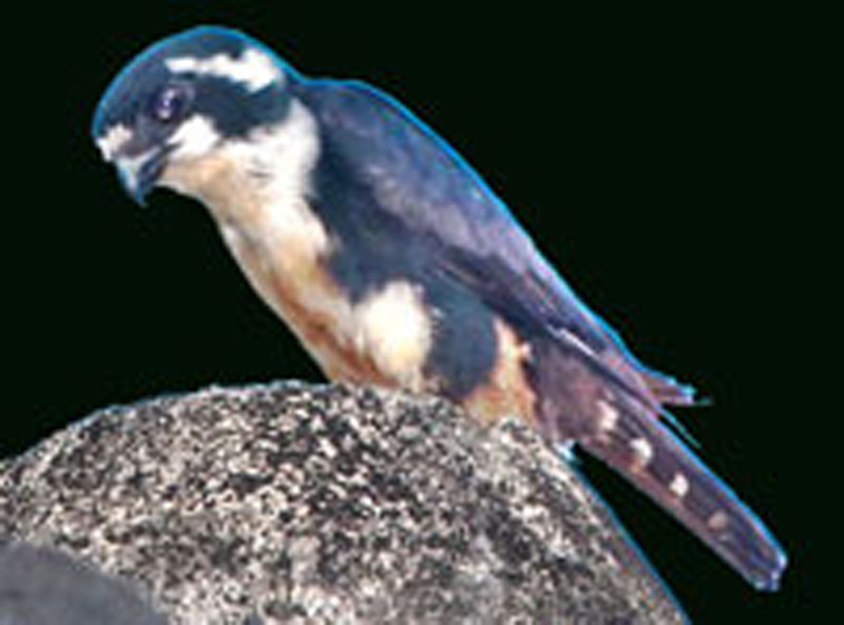 Dunia Binatang dan Hewan: Alap-alap Capung