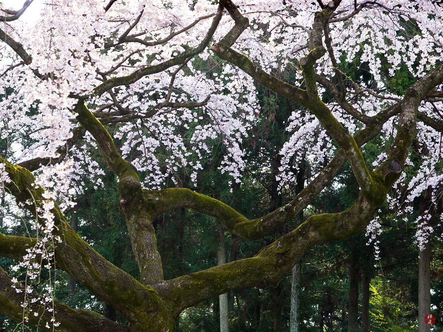 FROM THE GARDEN OF ZEN: Sidare-zakura (Prunus pendula f. pendula ...