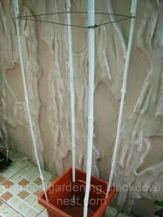 Practical Gardening: Build a Container Trellis out of Bamboo