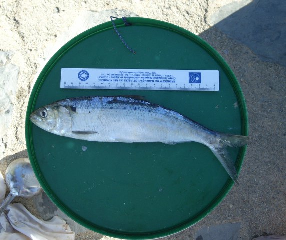 Artes de Pesca: VAMOS A PESCAR SABOGA