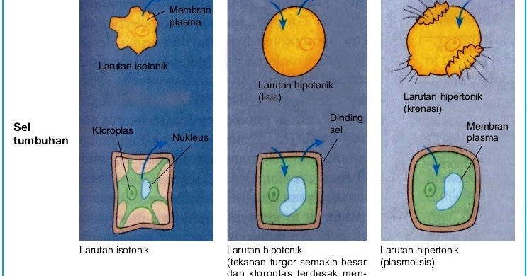 Istimewa 44+ Sel Hewan Akan Mengalami Krenasi Jika Berada Di Lingkungan