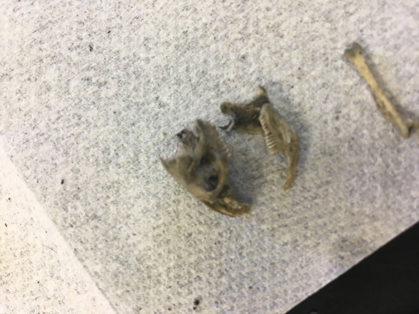 hayley's anatomy blog: Owl Pellet Lab