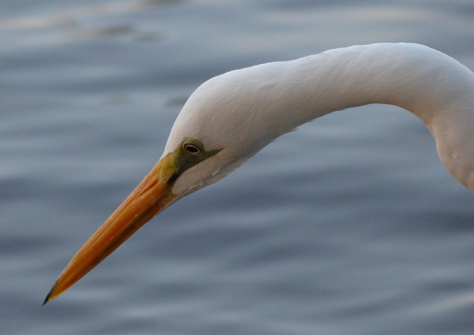 A Field Notebook: "Eastern" great egret