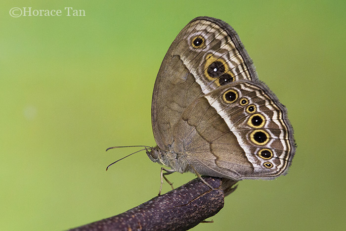 Butterflies of Singapore: Life History of the Burmese Bush Brown
