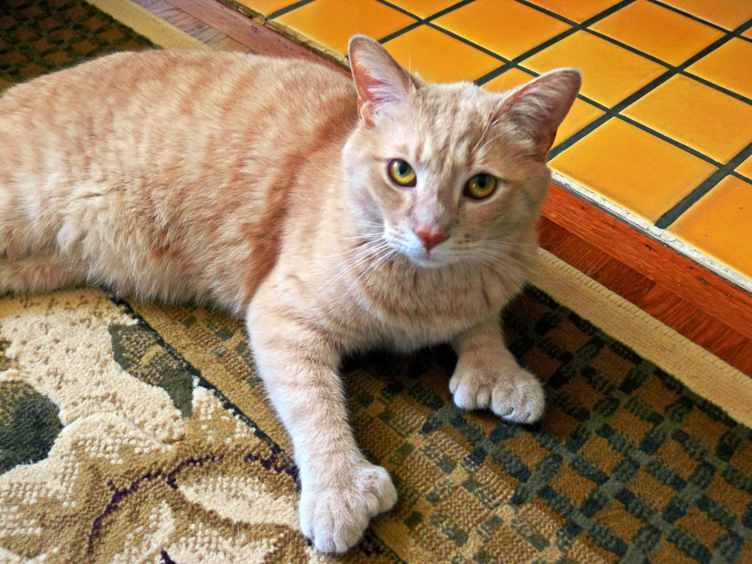 American Polydactyl Cat | Cute Cats