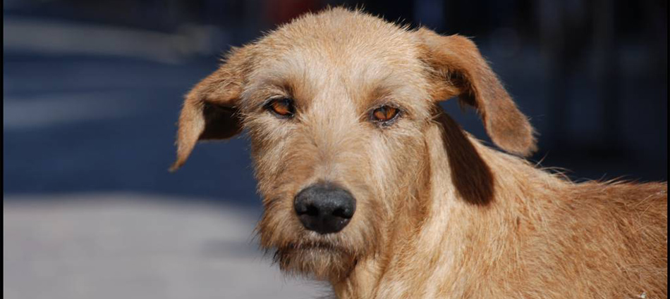 NUNCAJAMAS COCKER: ¿SABES DE DONDE VIENE LA PALABRA CÍNICO?
