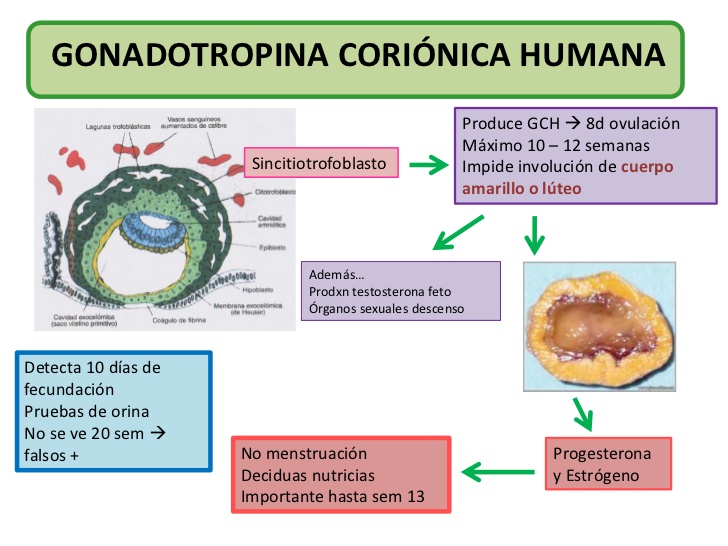 CHICAS SUPER PODEROSAS: HORMONA GONADOTROPINA CORIONICA HUMANA