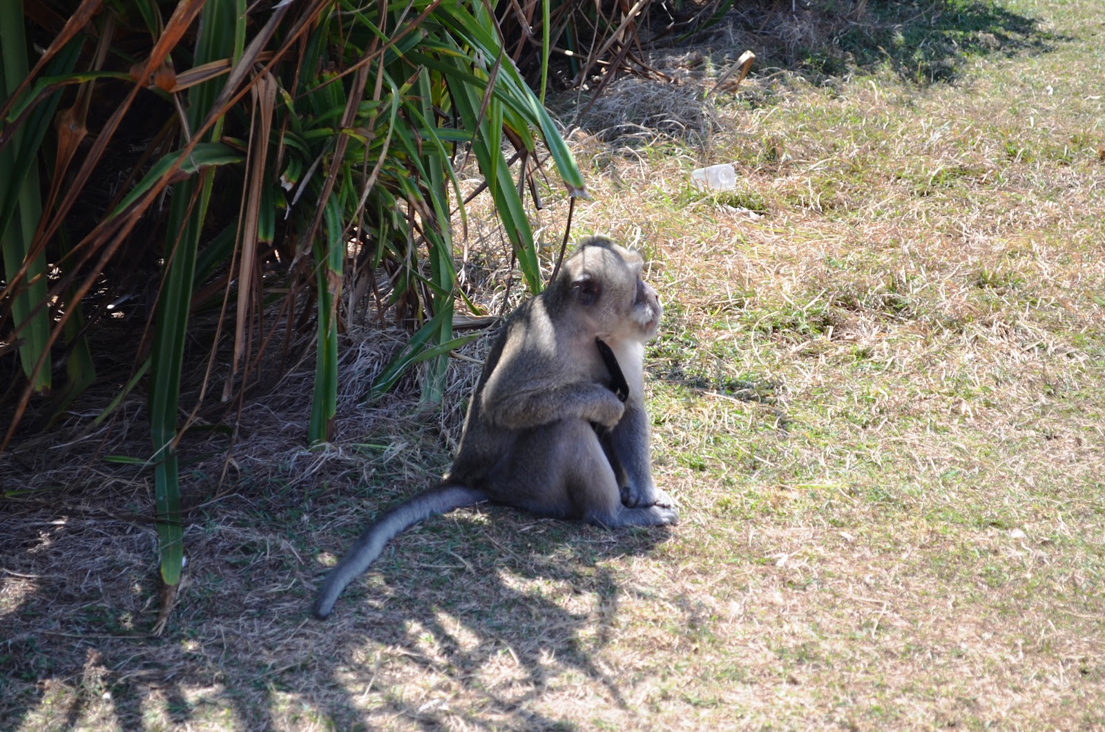 Little Blonde Traveler: Monkeys in Indonesia...They Own the Place!