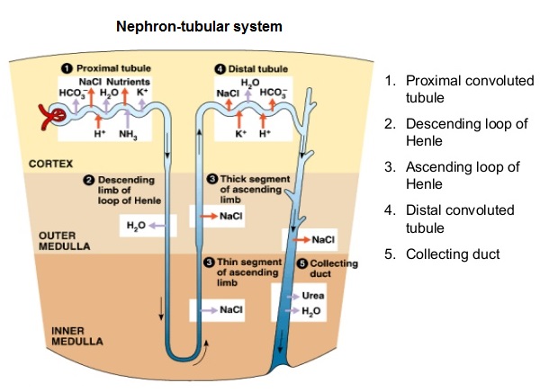 #111 Production of urine in a nephron - Ultrafiltration and ...