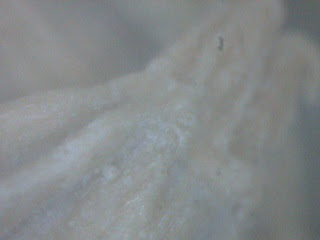 Under the Microscope