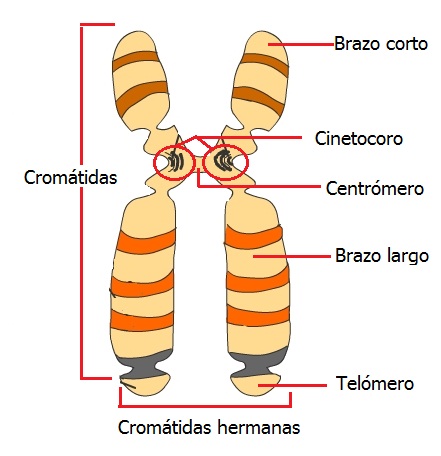 BIOLOGIA SUPERIOR: LOS CROMOSOMAS