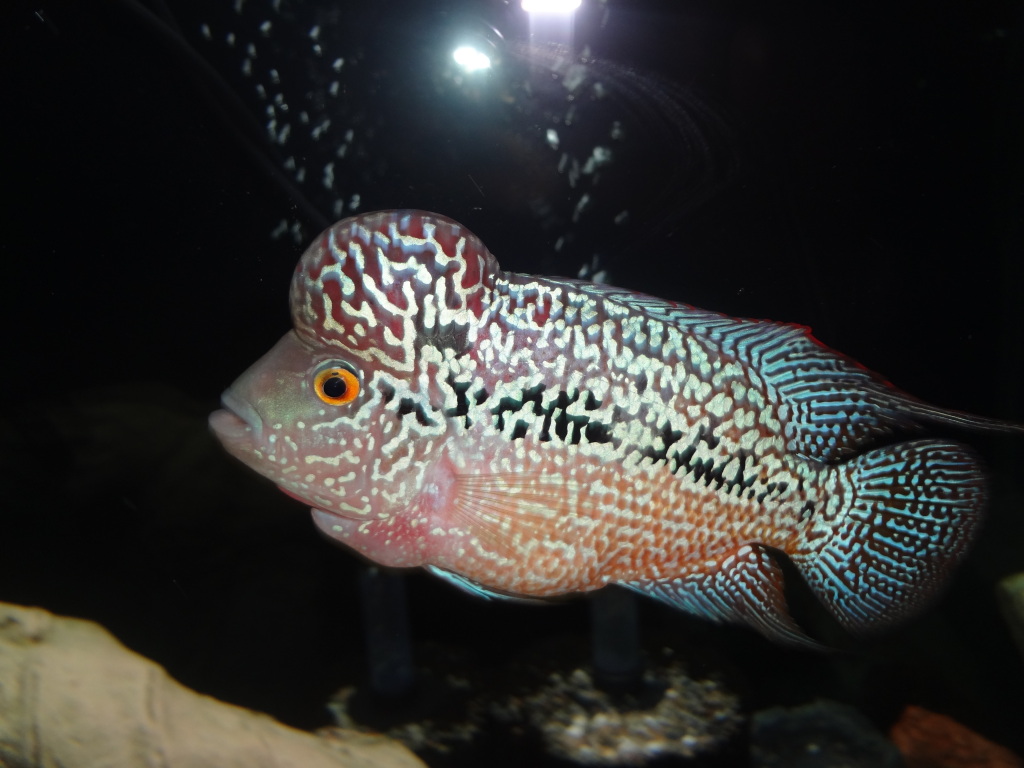Flowerhorn The Hybrid Cichlids: King Kamfa from Lee
