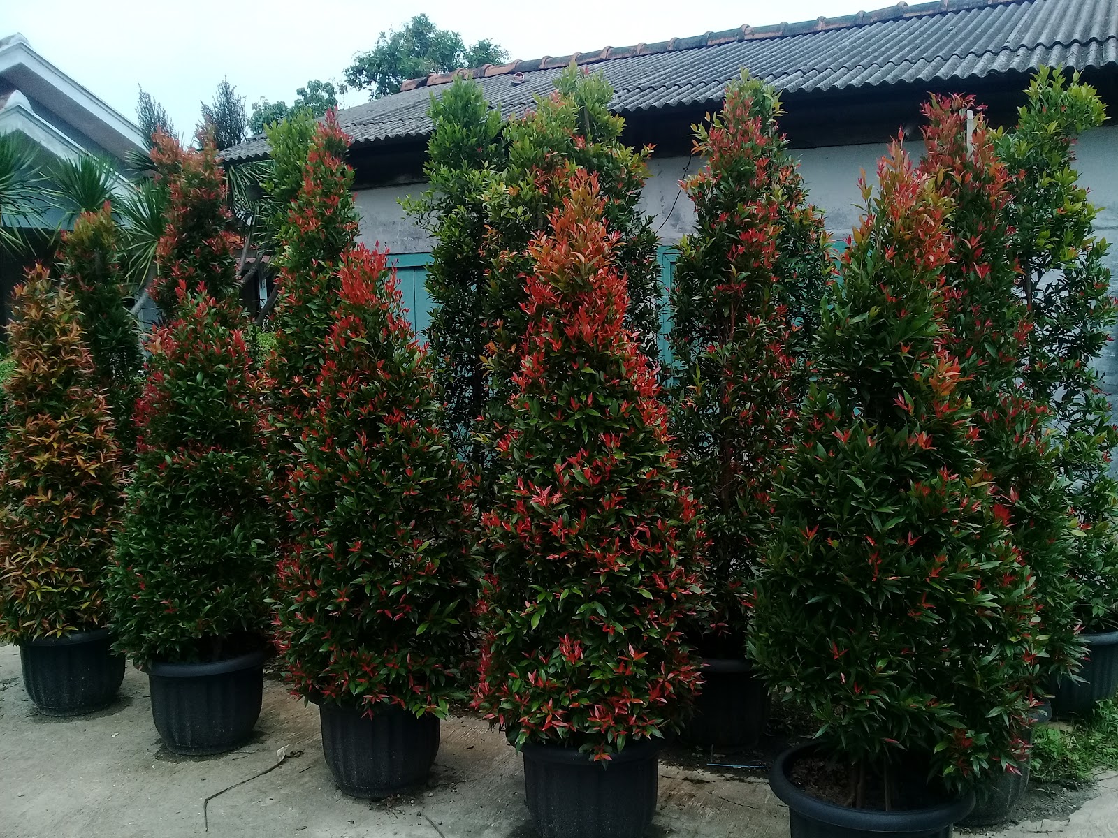 Pucuk merah 2 meter di pot | Landscaping And Modern Lifestyle