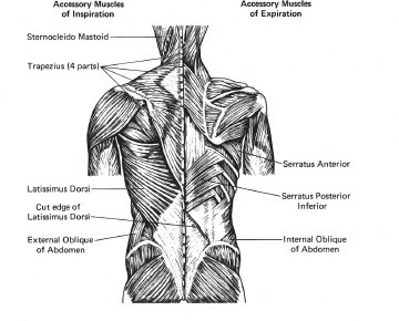 Ashtanga Toni Romero : Pranayama and the respiratory system part2 (2/2 ...