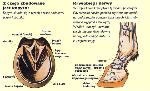 końskim okiem: kopytko