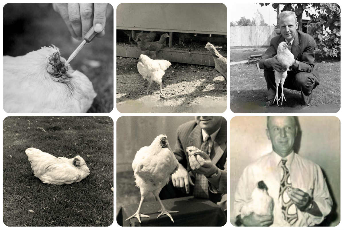 Tenebroso: A história do frango sem cabeça