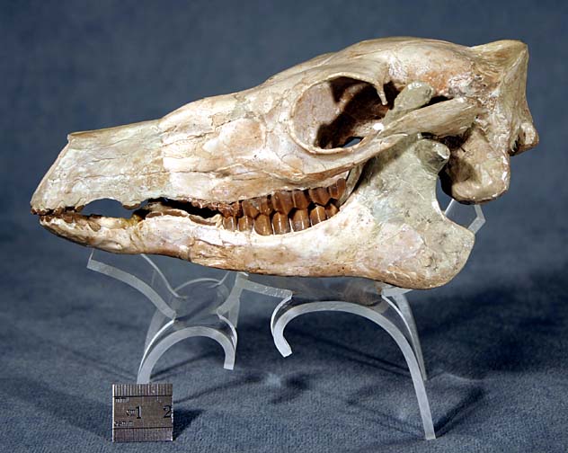 Escenarios prehistóricos: Poebrotherium