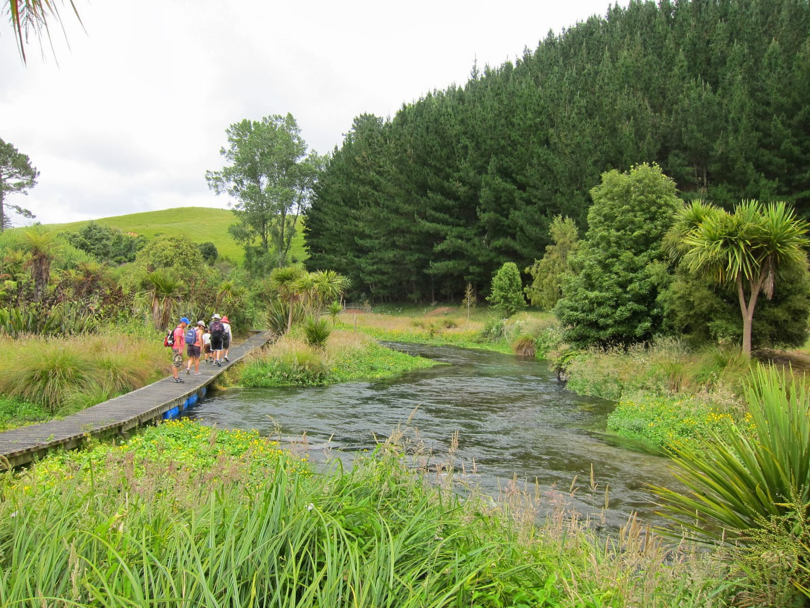 Walk to the Blue Spring: one of NZ's best kept secrets | the adventures ...