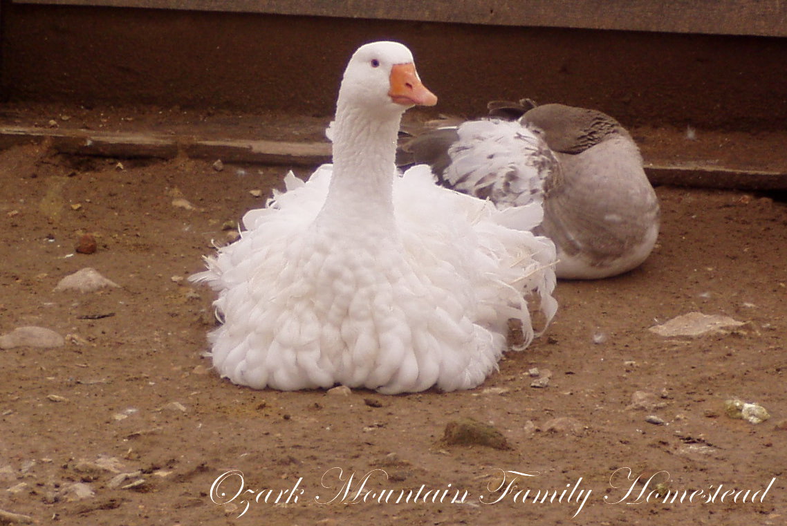 Ozark Mountain Family Homestead: Bakersville Pioneer Village and Seed Store
