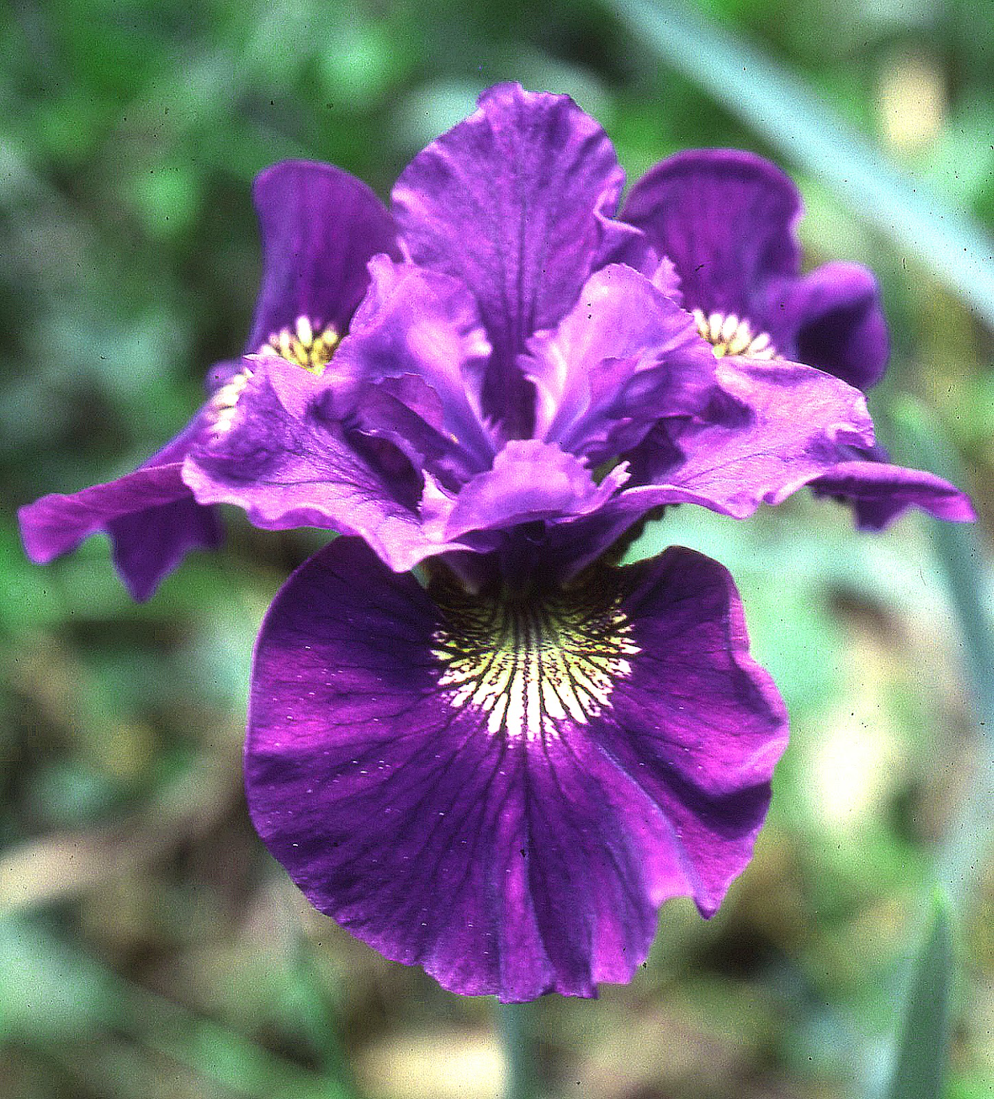 World of Irises: Siberian Irises: The Greatest of Them All – White Swirl