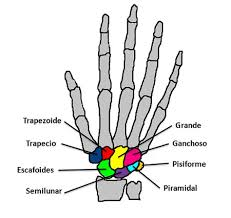 DICCIONARIO DE BIOLOGIA: ¿QUÉ ES GANCHOSO?