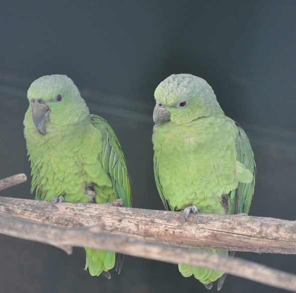 ZOOTOGRAFIANDO (6.100 ANIMALS): LORO COLICORTO / SHORT-TAILED PARROT ...