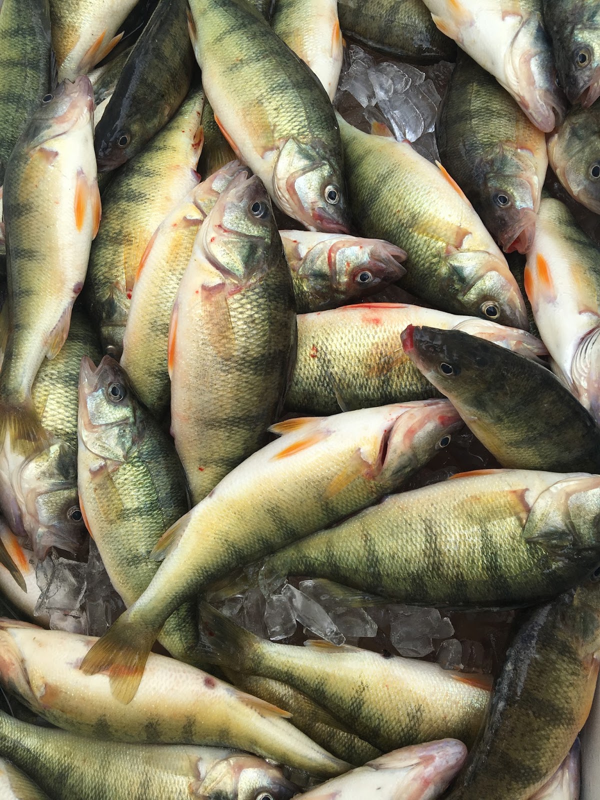 Deep Throat: Something Fishy......