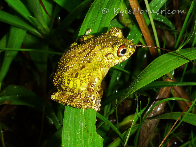 Kyle Horner Nature Blog: March 2012