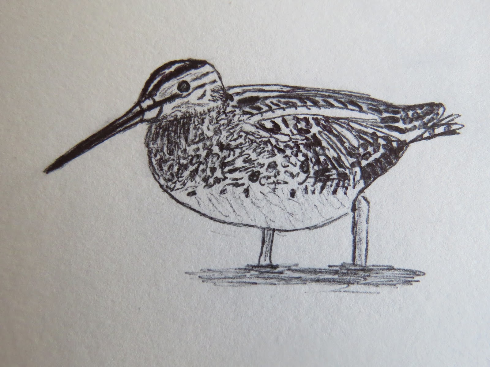 The Autistic Naturalist: How To Draw: Wading Birds