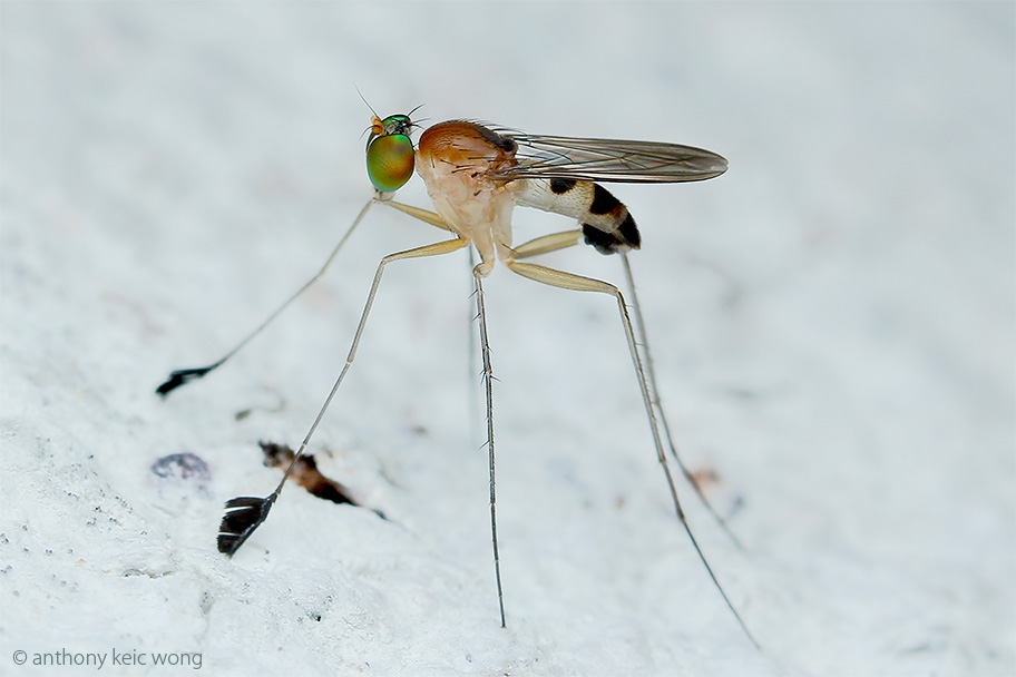 Macro Photography: Long-legged Fly of Genus Neurigona, Dolichopodidae