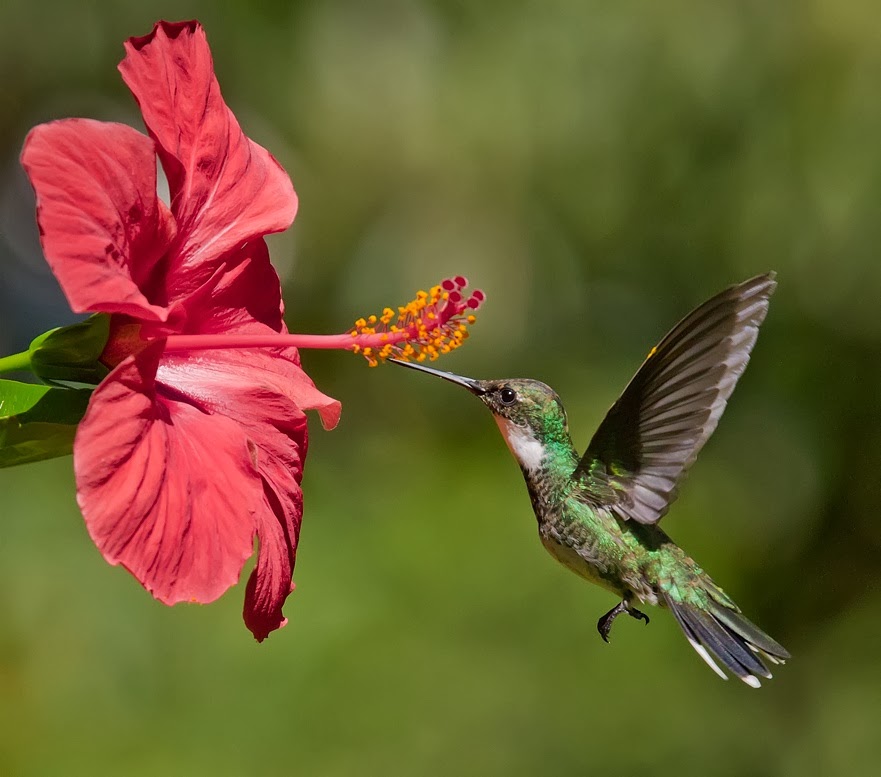 Otra historia de vida: El picaflor y el benteveo.