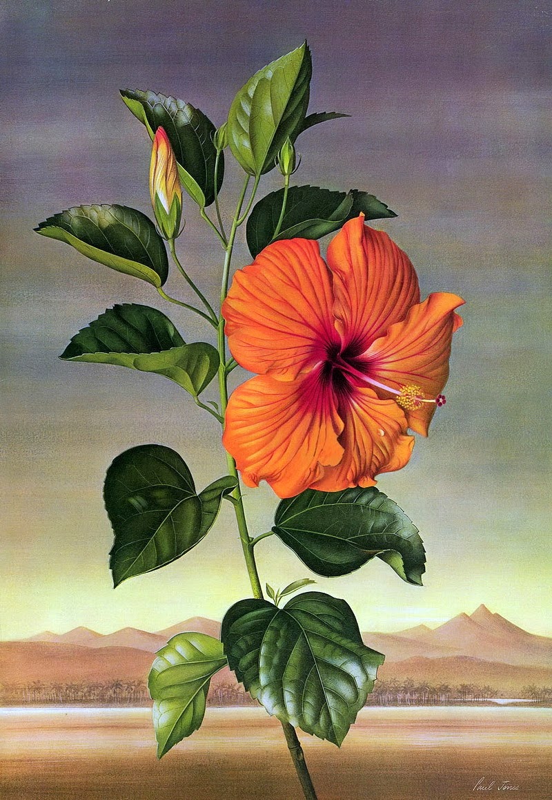 Il mondo di Mary Antony: Paul Jones- Flowers