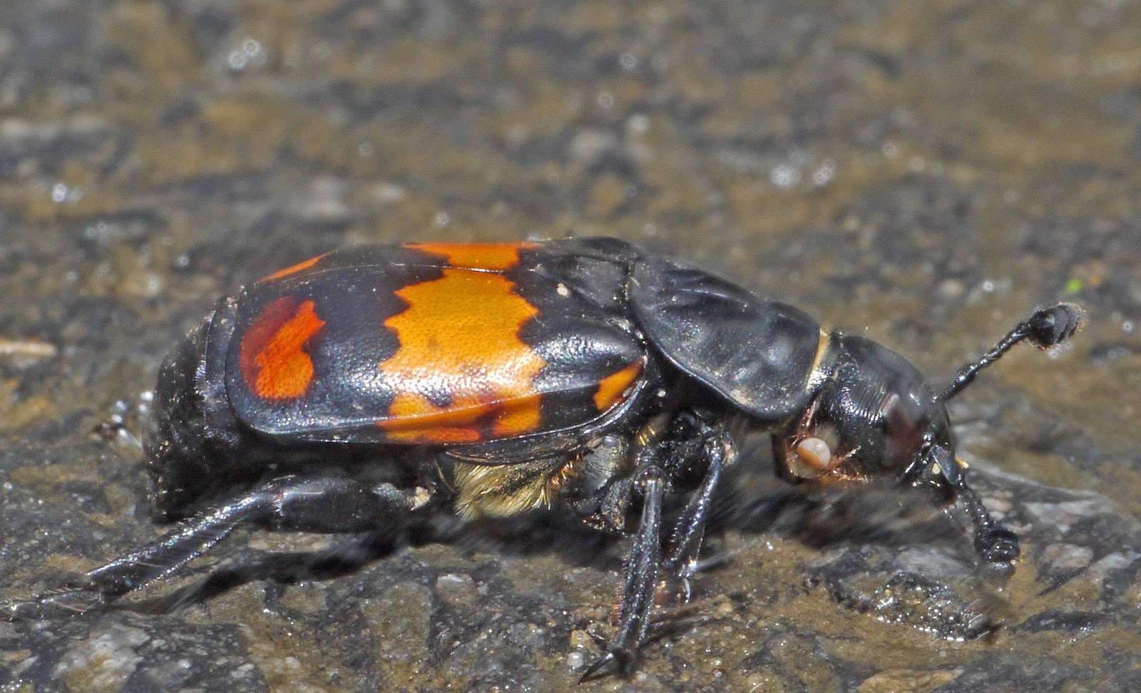CABINET OF CURIOSITIES: Sexton beetles
