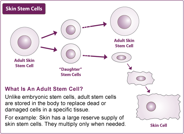 Kas Koes Medical: Terapi Stem Cell dan Manfaatnya