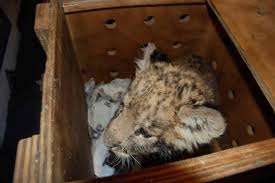 wildfolio: Lion and Tiger Cub Exploitation in Mexico