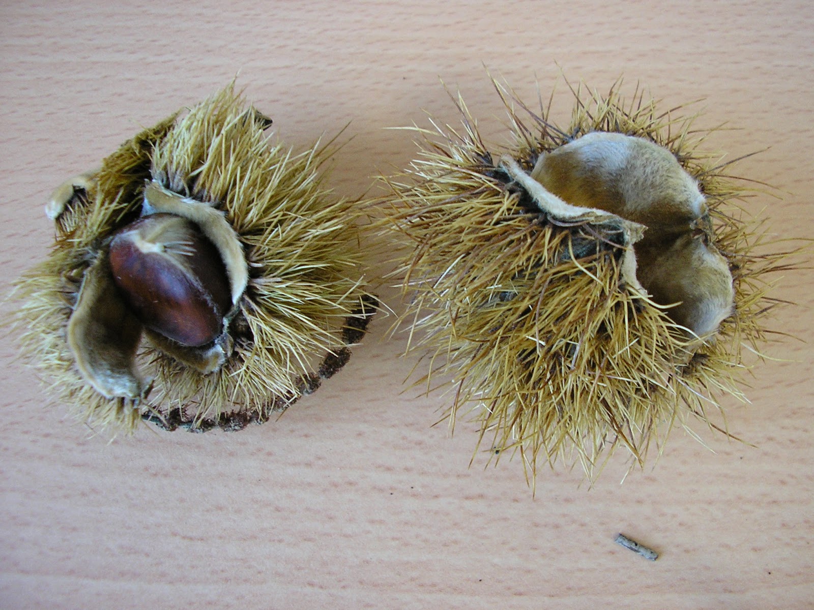 APRENDIENDO EN LA ESCUELA PÚBLICA: Frutos de otoño.