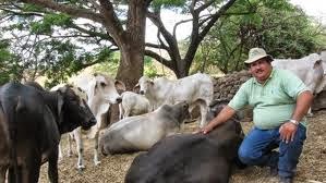 Ganado de engorde | La Ganadería