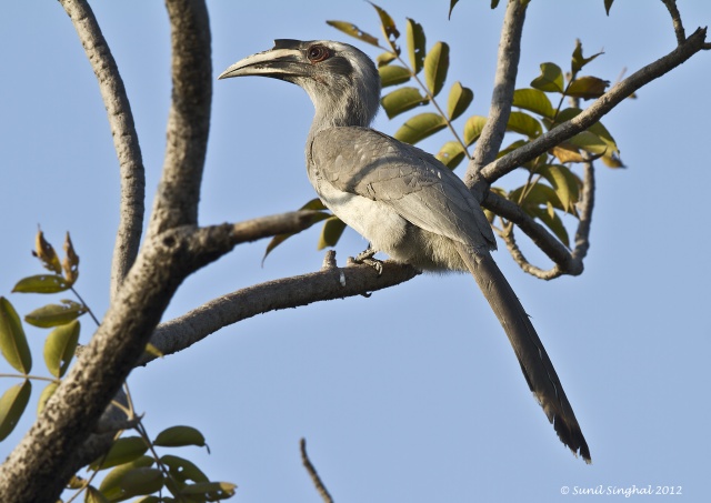 Dhanesh-Indian grey hornbill