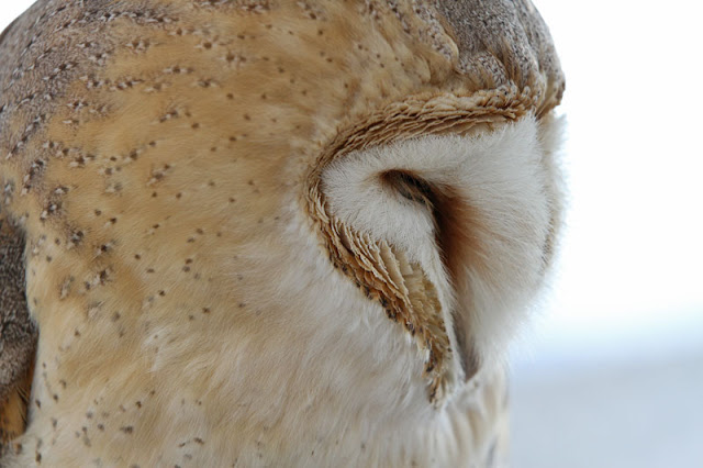 Navarra al natural: Ave del año 2018. Lechuza común (Tyto alba)