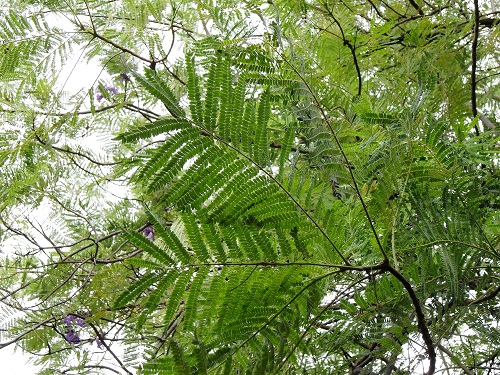 Alkimia Sanadora: ARBOL DE CARACARO