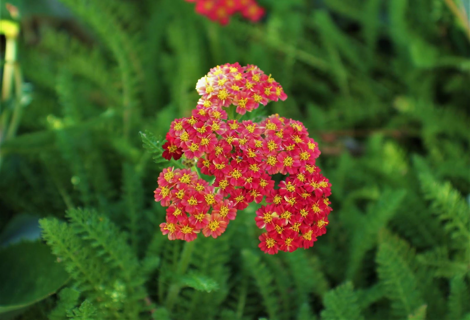 Achillea no meu jardim - Achillea in my garden