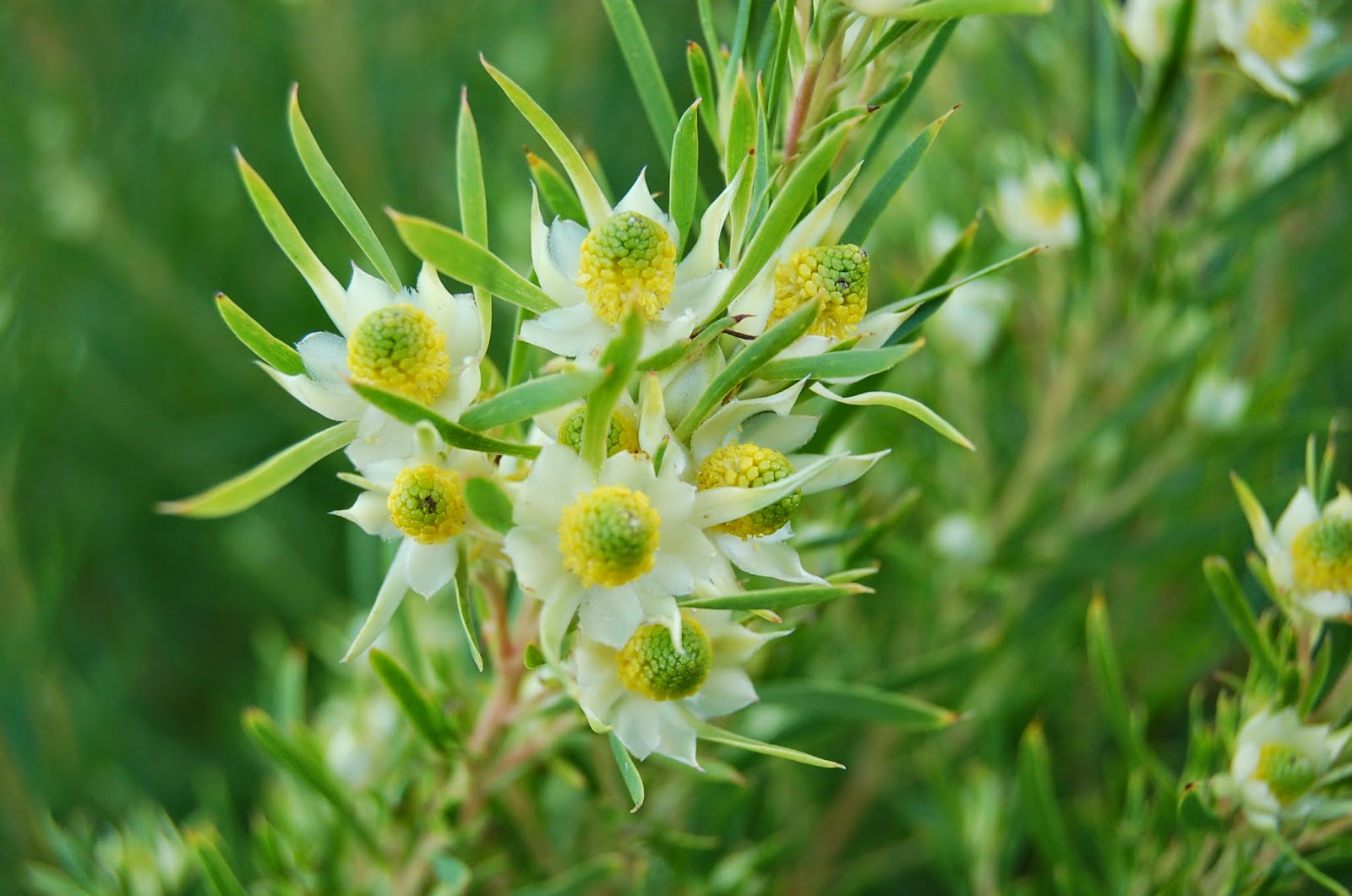 A Passion for Flowers: Leucadendron Blooms?