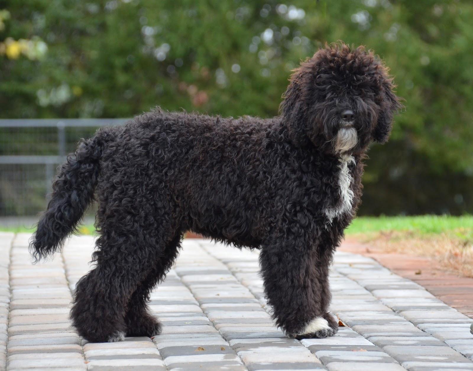 Hickory Tavern Farm Barbet: Barbet Puppy Kit at 6 Months