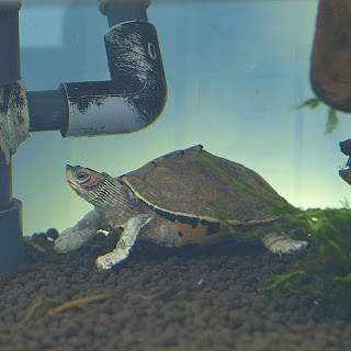 Turtle Pictures: Indian roofed turtle - Kachuga tecta